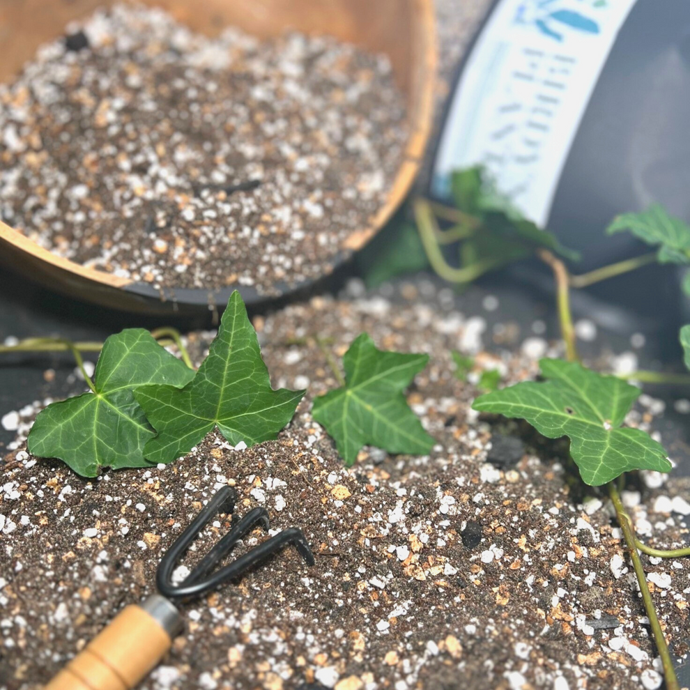 Fern Soil Mix – BIRDY'S PLANTS